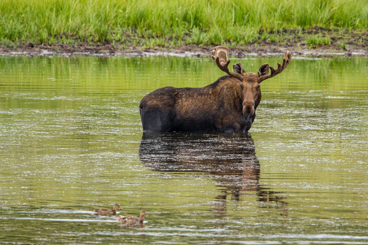 Rocky Mountain Moose Experience | 2 Morrows Muse